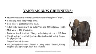 Indigenous and Exotic Breed of Cattle in Nepal | PPT