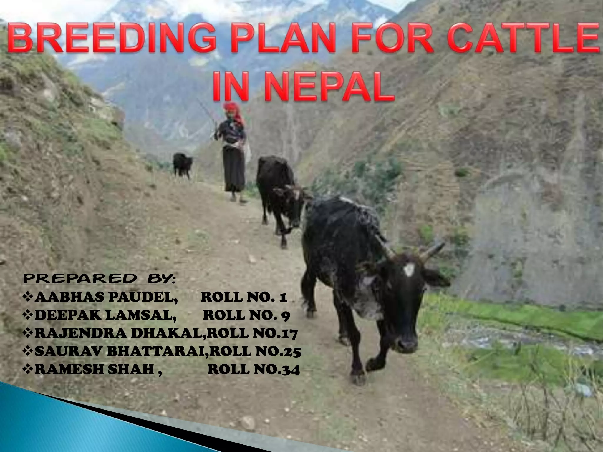 community based cattle breeding plan in Nepal | PPTX