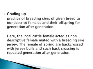 community based cattle breeding plan in Nepal | PPTX