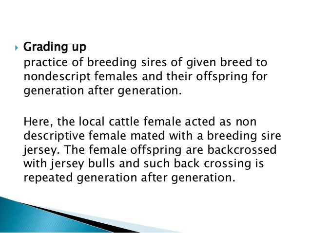 community based cattle breeding plan in Nepal