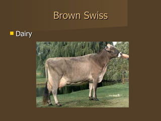 Cattle breeds | PPT
