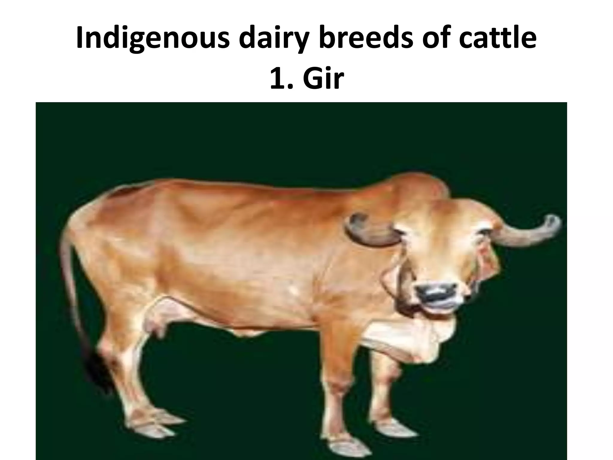 Cattle Breeds.pptx