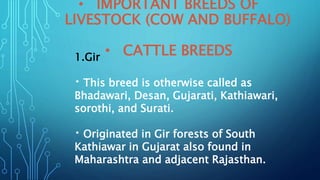 Animal biotechnology Cattle breeds....pptx | Skin and Dermatology ...
