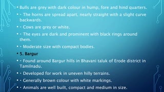Animal biotechnology Cattle breeds....pptx | Skin and Dermatology ...