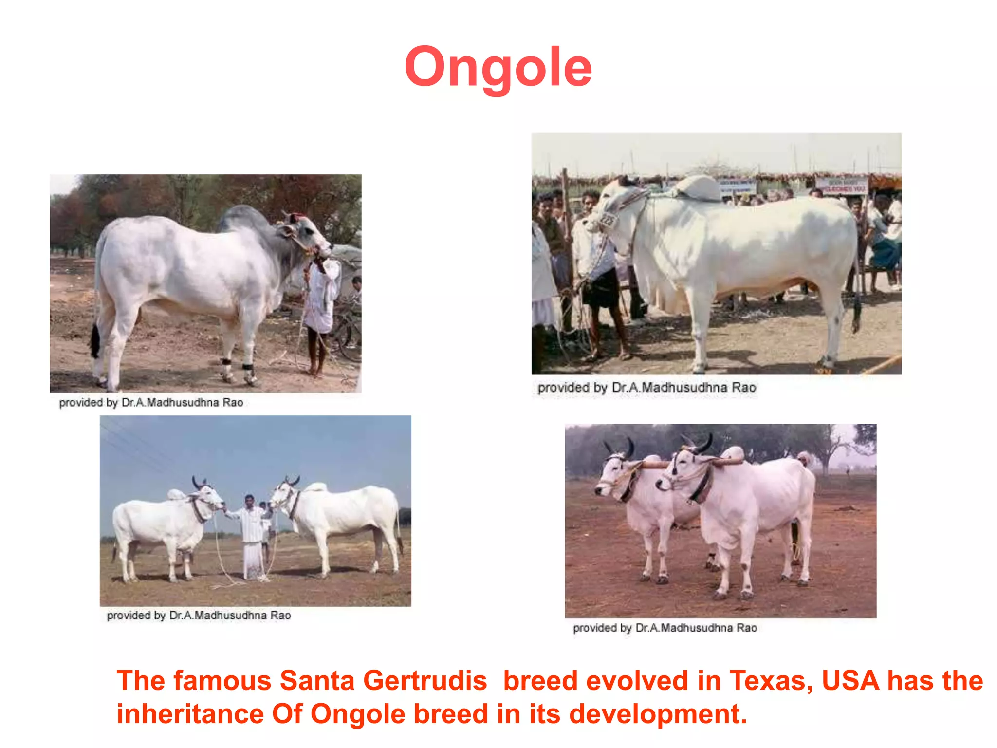 Cattle Breeds LPM.ppt