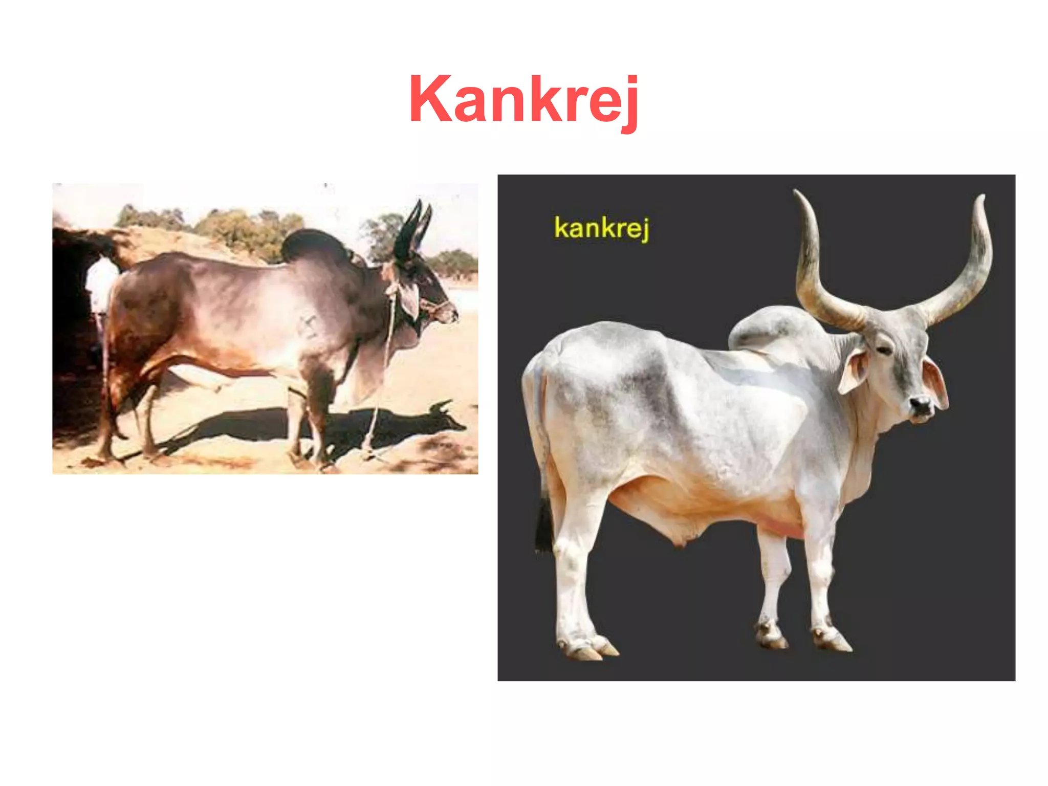 Cattle Breeds LPM.ppt