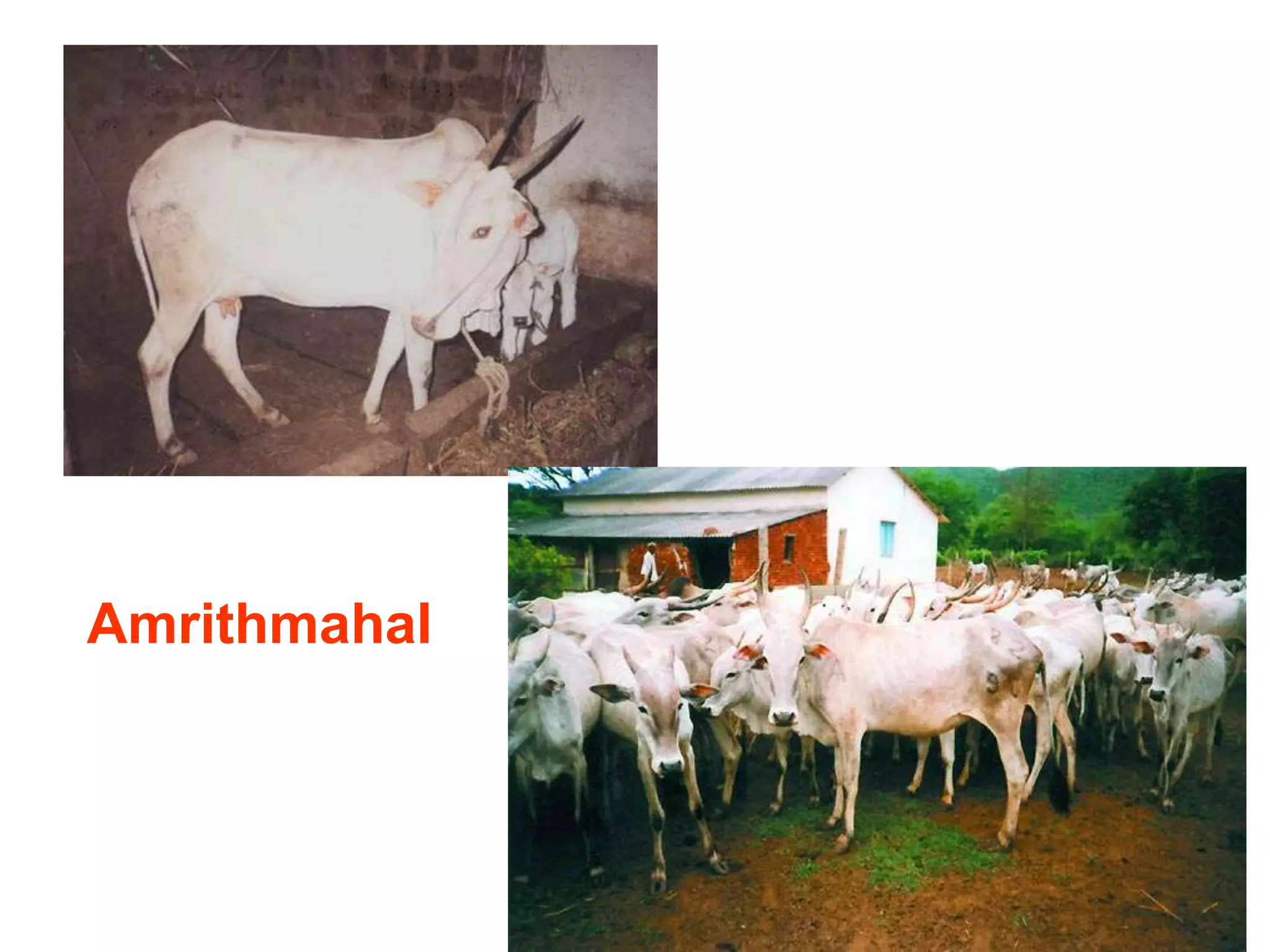 Cattle Breeds LPM.ppt