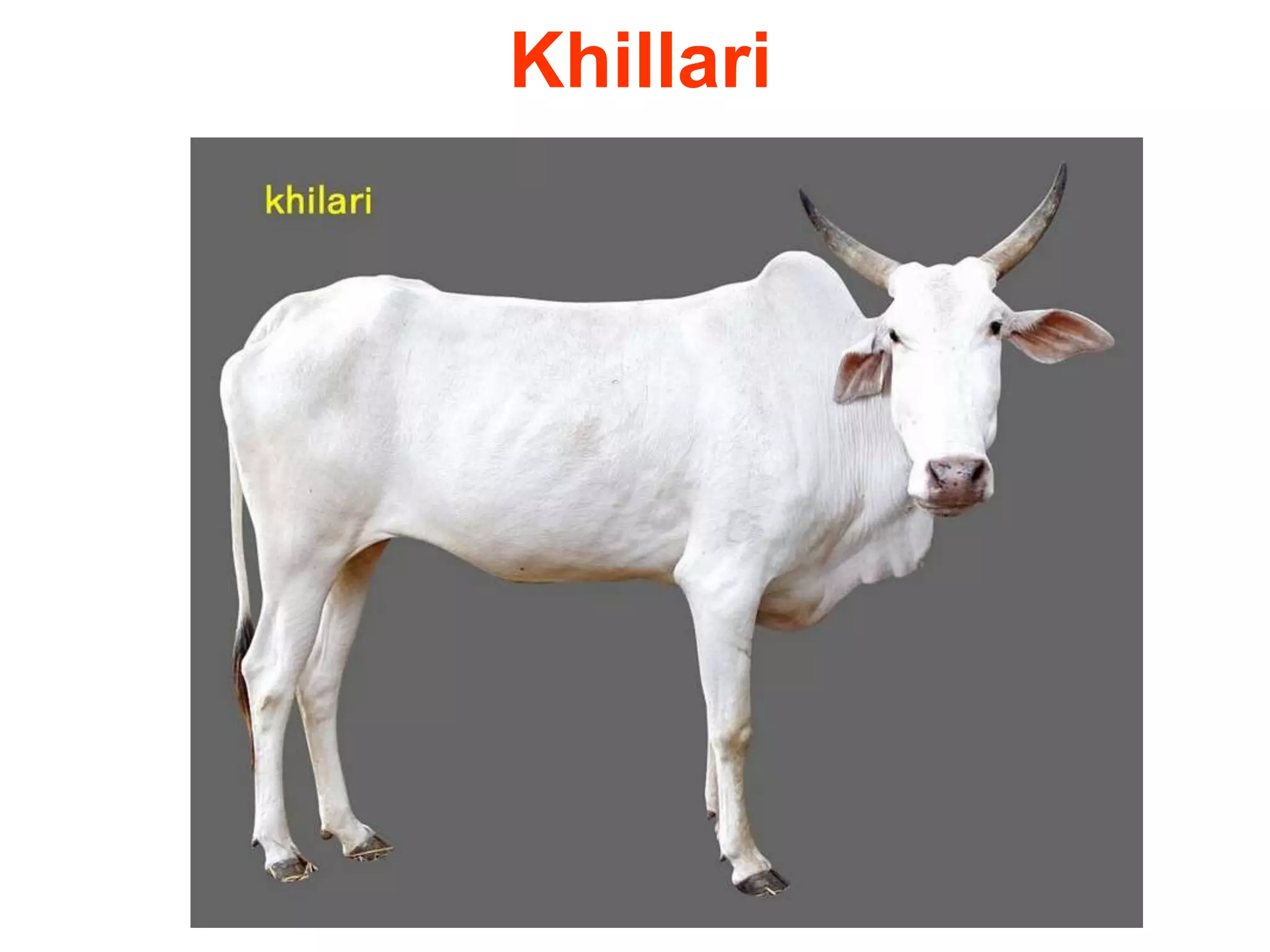 Cattle Breeds LPM.ppt