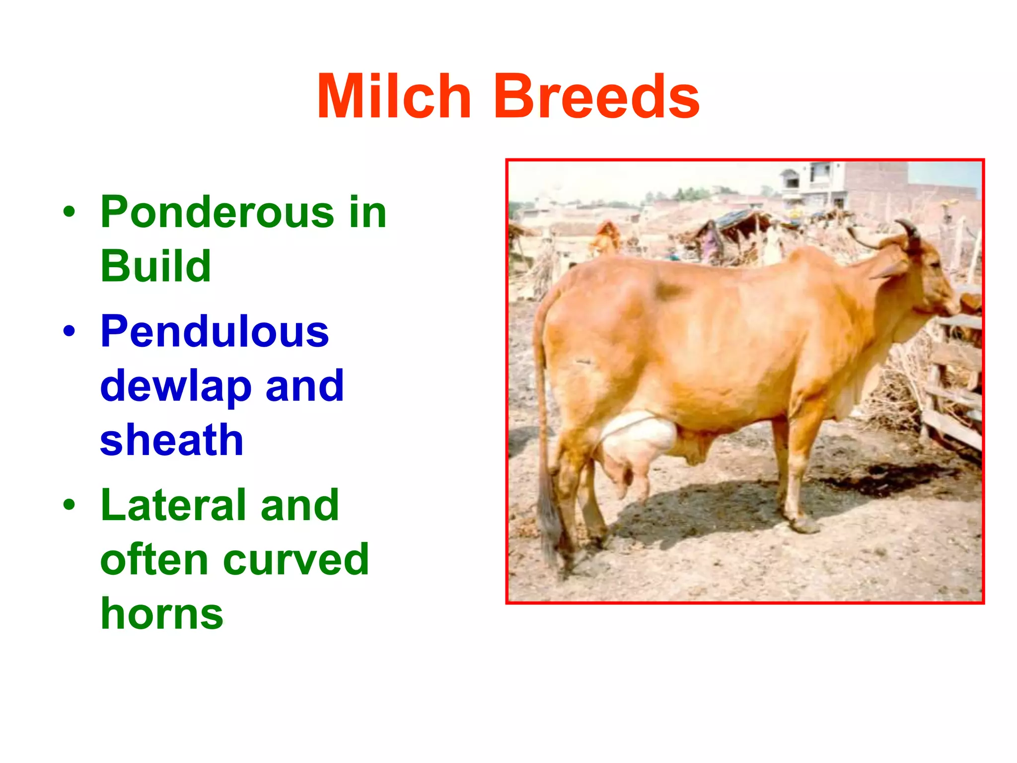 Cattle Breeds LPM.ppt