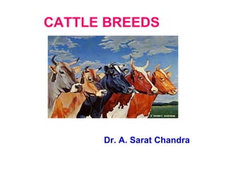 Cattle Breeds LPM.ppt