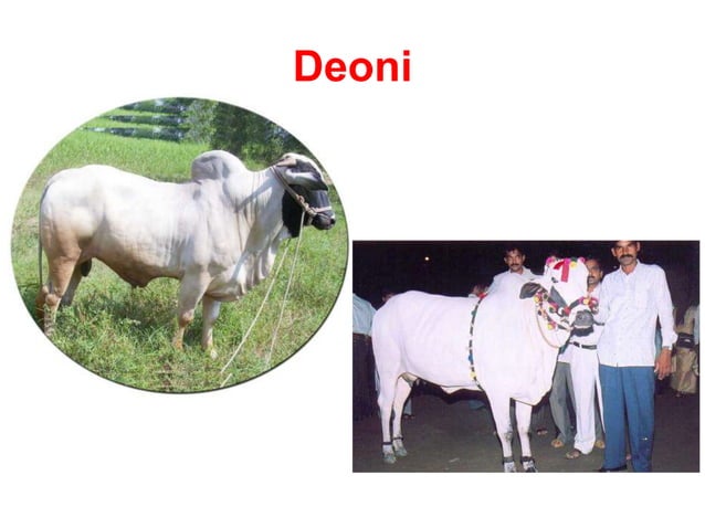 Cattle Breeds LPM.ppt