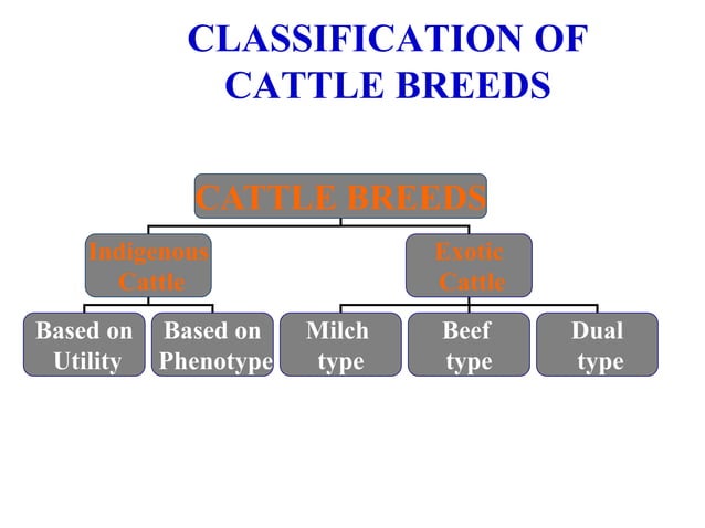 Cattle Breeds LPM.ppt