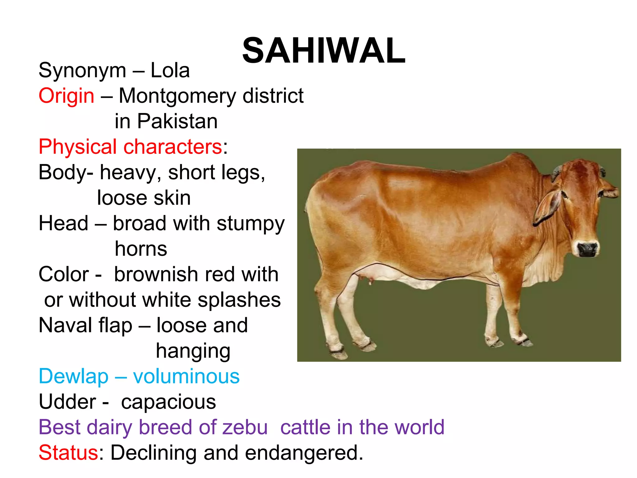 Cattle breeds of India B.Sunil Kumar | PPT