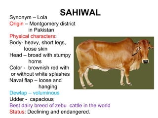 Indian Cow Breeds For Milk
