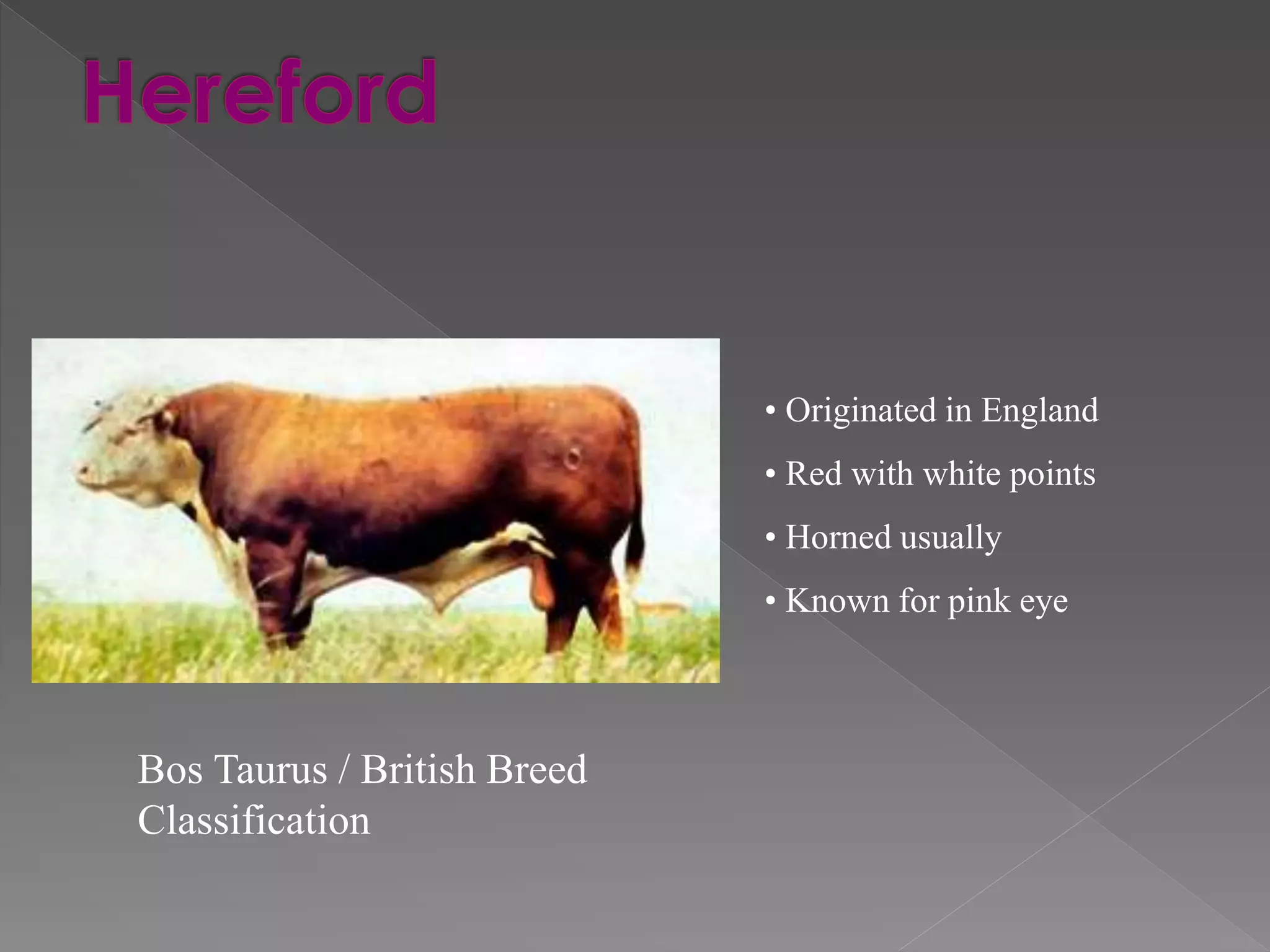 Cattle farming | PPTX