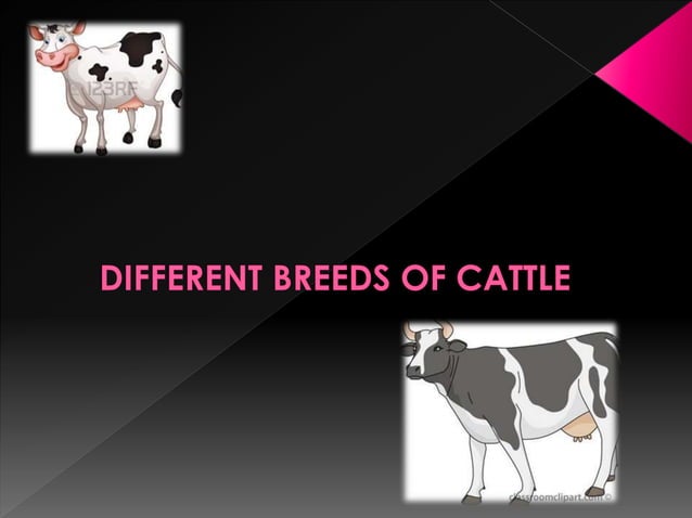 Cattle farming | PPTX