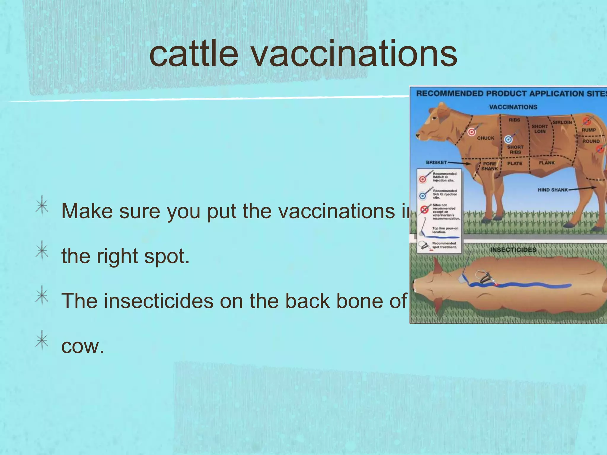 Cattle | PPT
