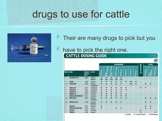 Cattle | PPT