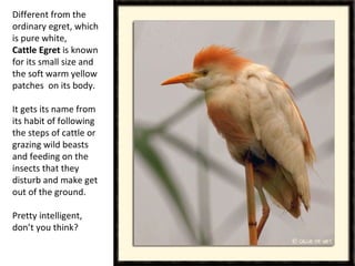 Cattle Egret | PPT