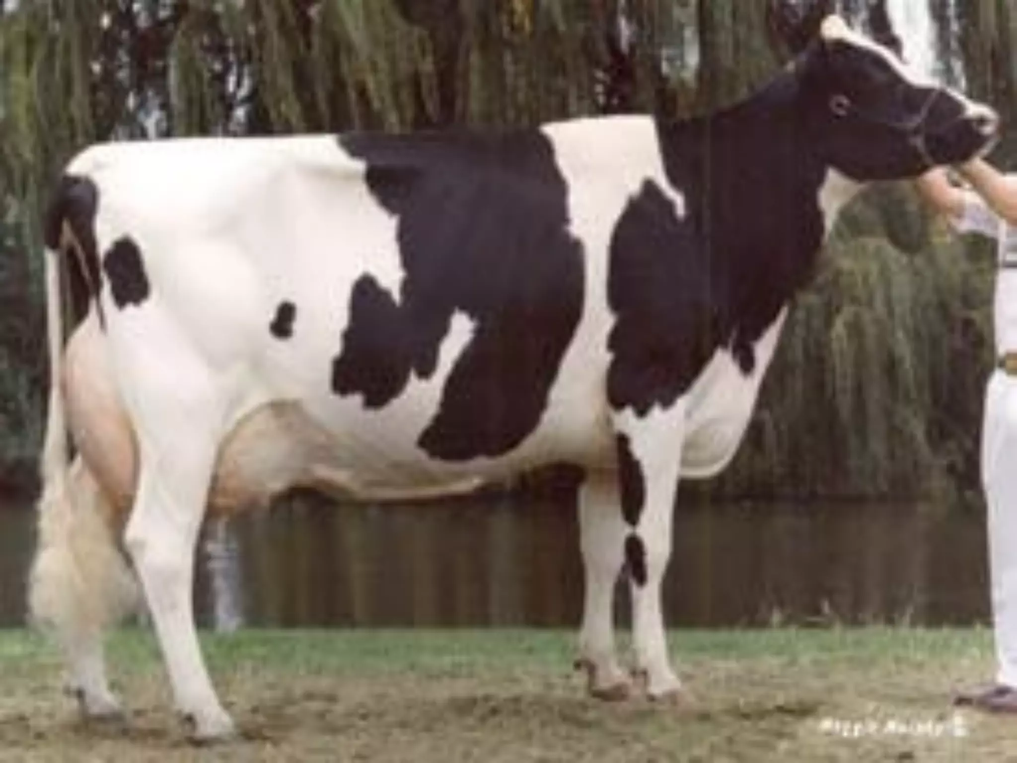 exotic Cattle breeds | PDF
