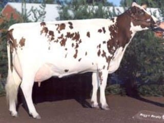 exotic Cattle breeds | PDF