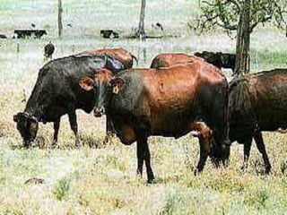 exotic Cattle breeds | PDF
