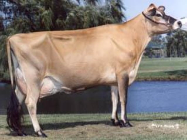 exotic Cattle breeds | PDF