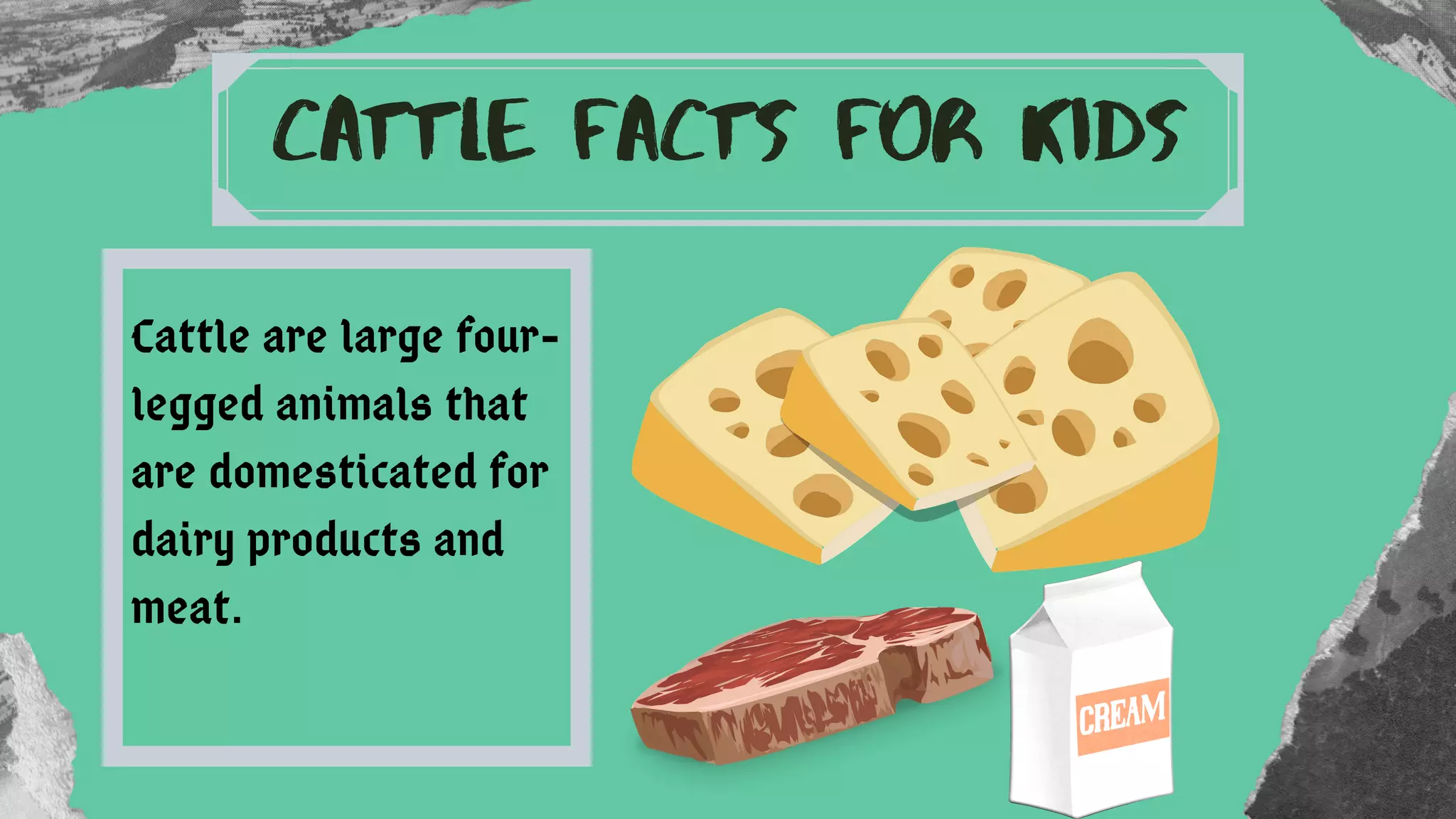 Cattle facts for kids | PDF