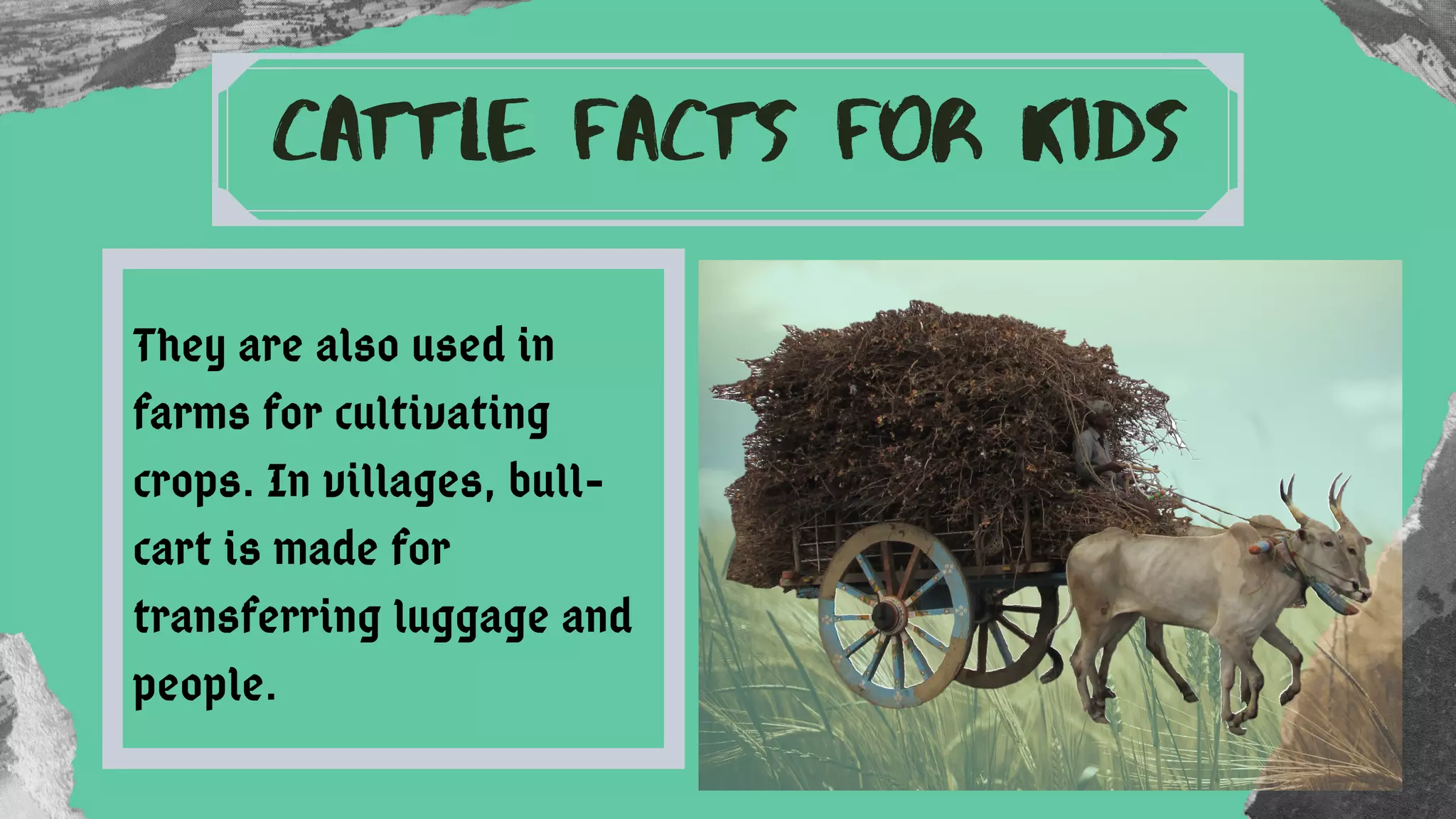 Cattle facts for kids | PPT