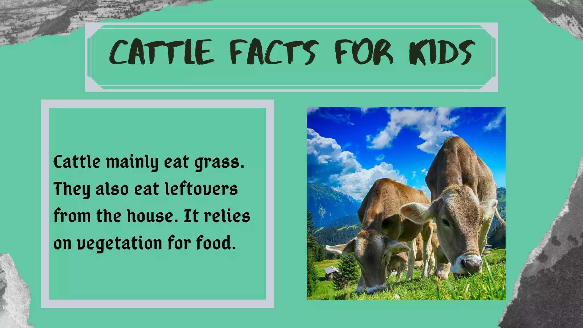 Cattle facts for kids | PDF