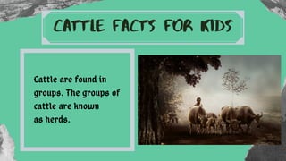 Cattle facts for kids | PPT