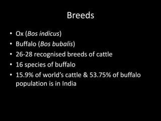 Cattle farming | PPTX