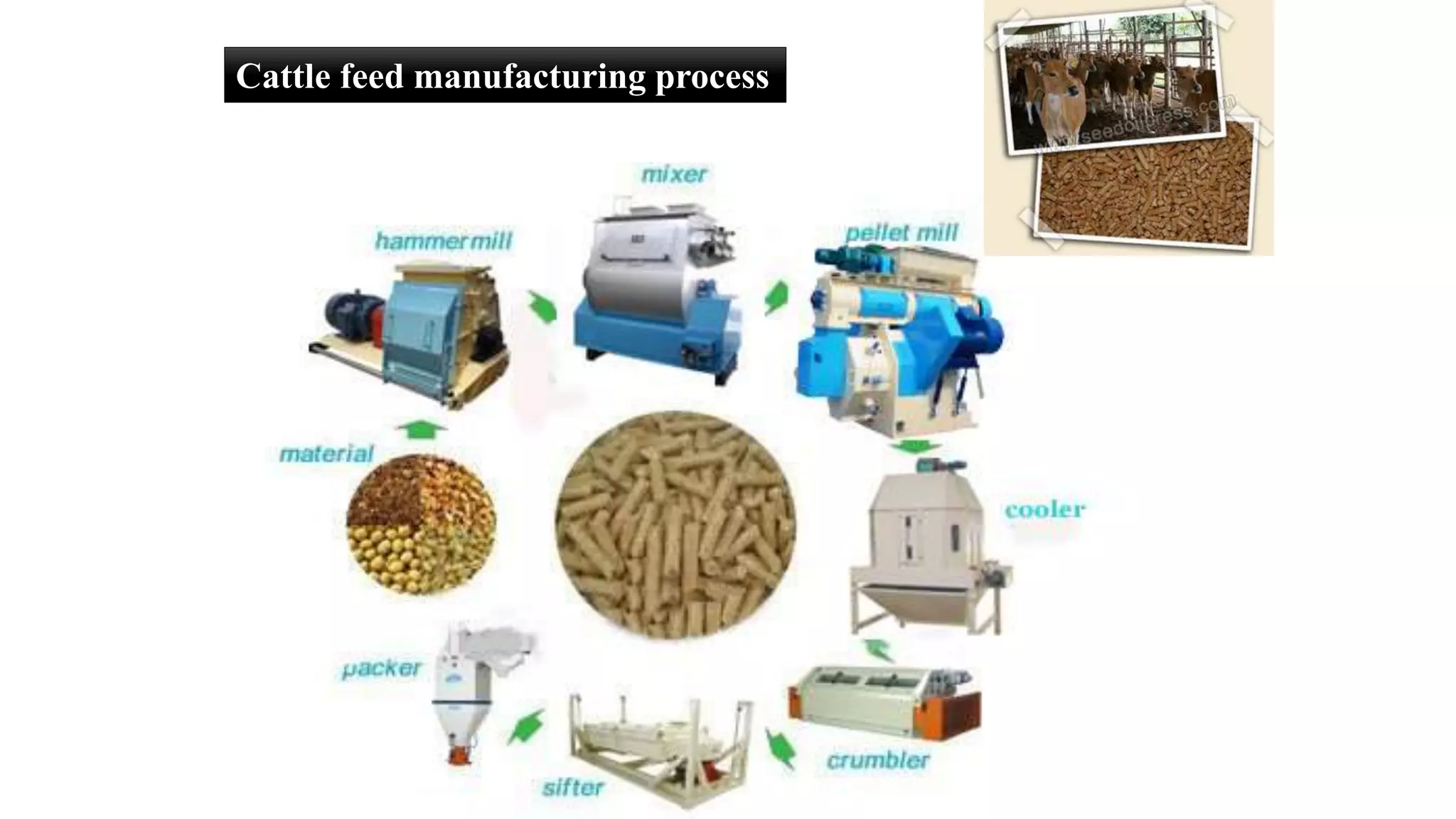 CATTLE FEED ppt.pptx