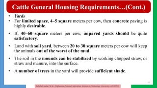 Cattle housing and shelter Management | PDF