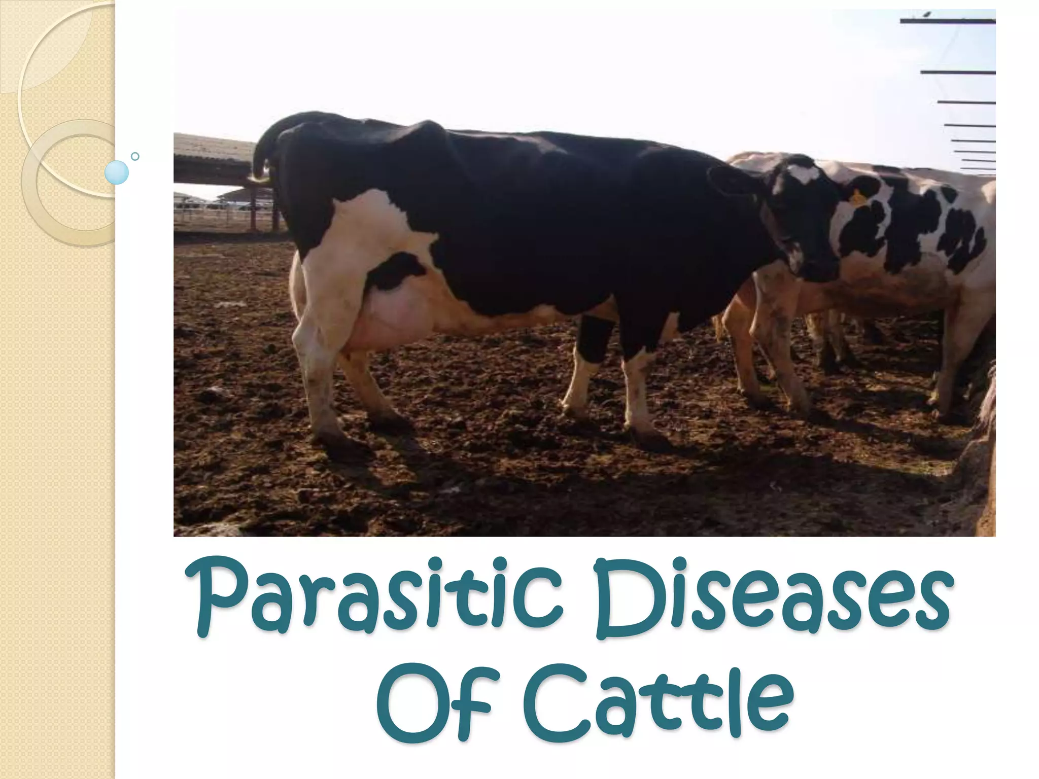 Cattle infectious diseases not final | PDF