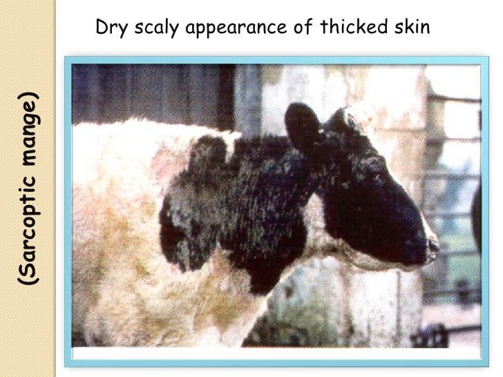 Cattle Infectious Diseases Not Final