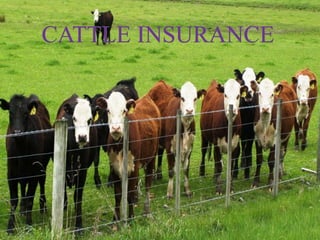 Cattle Insurance