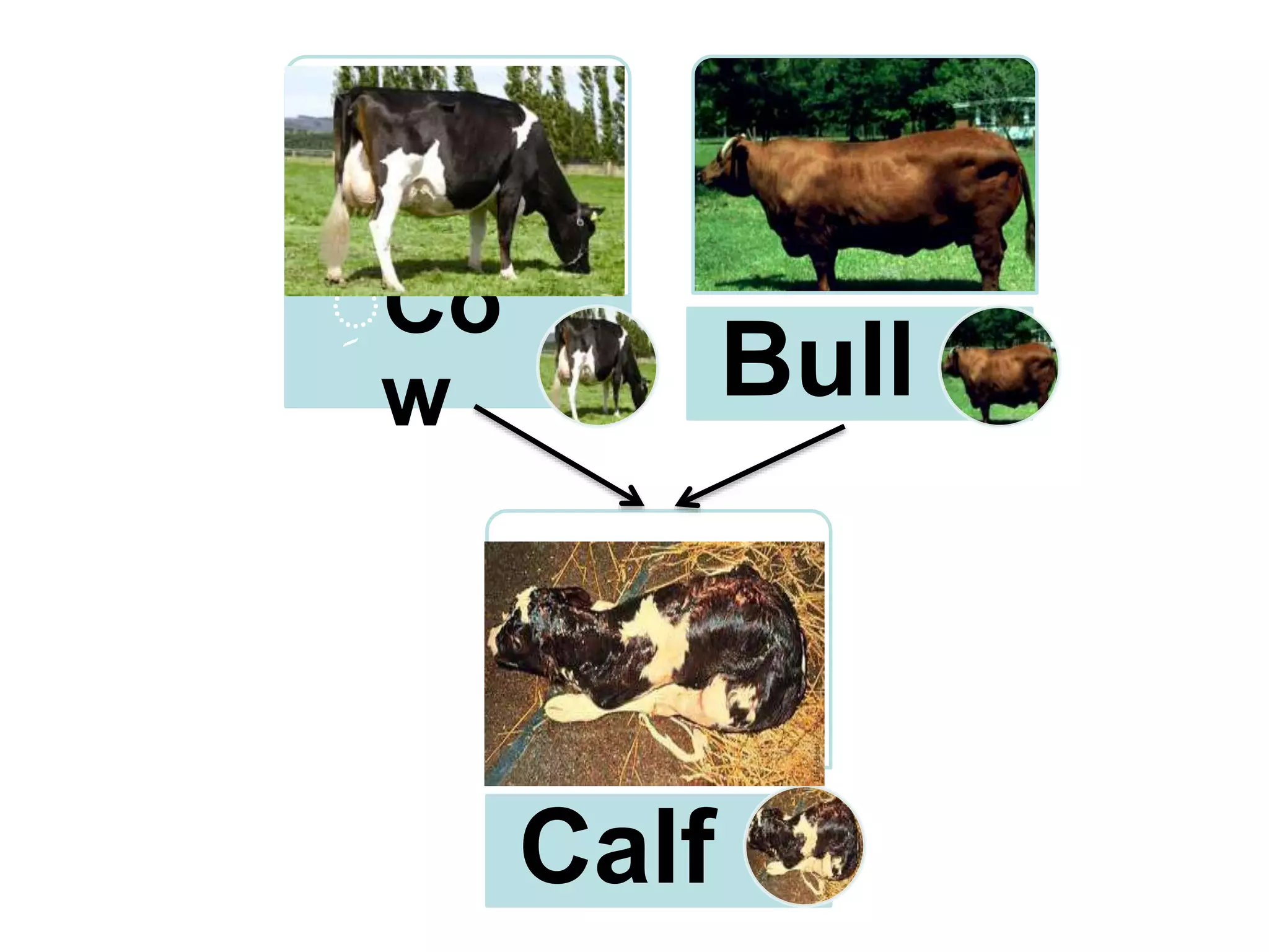 Lecture 1: Cattle Management | PPTX