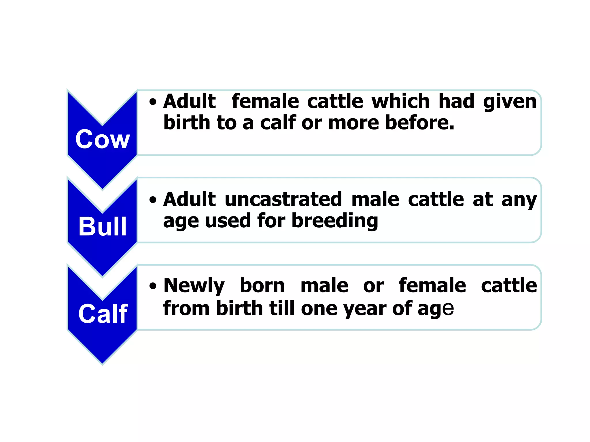 Lecture 1: Cattle Management | PPTX