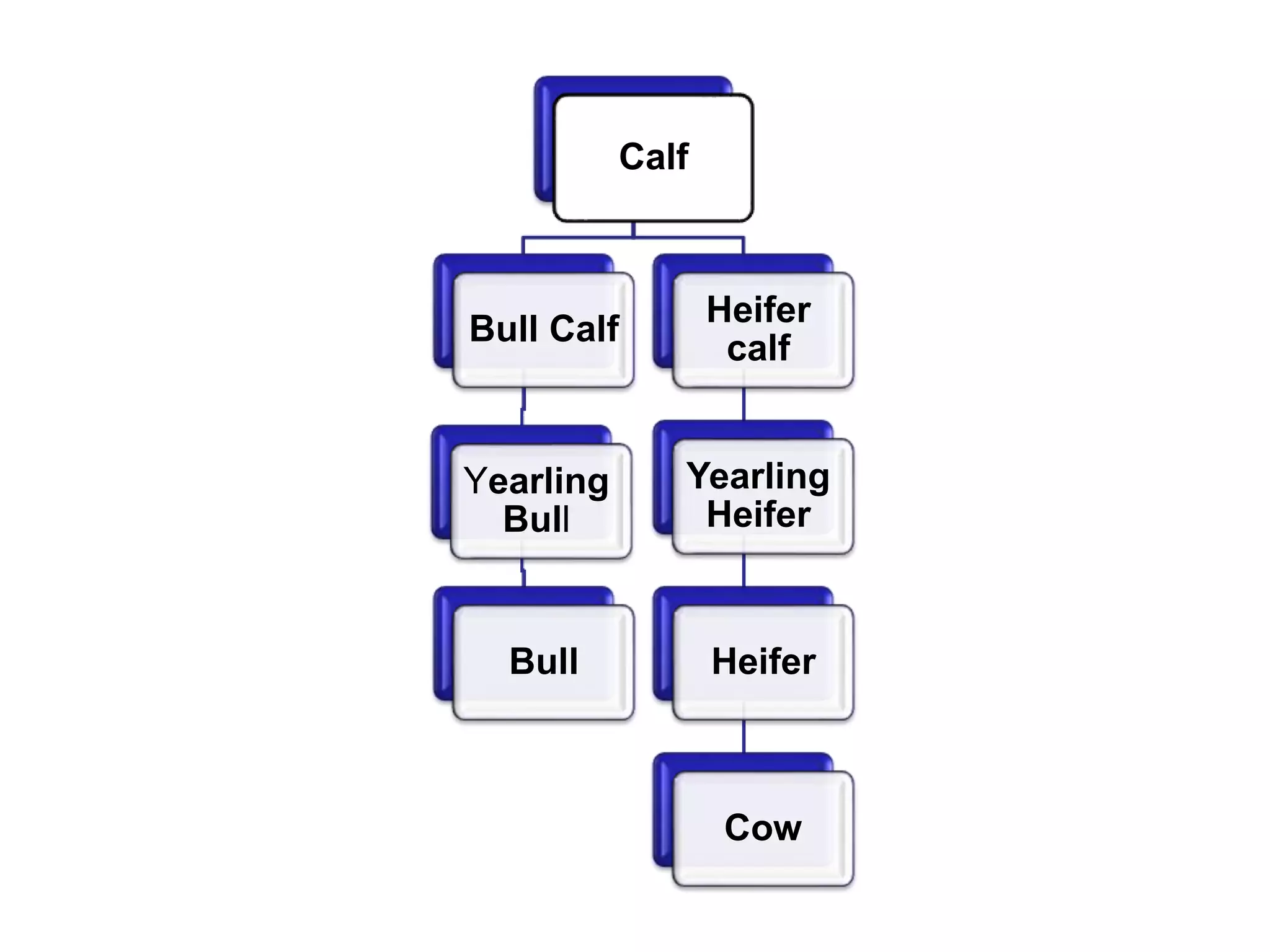 Lecture 1: Cattle Management | PPTX