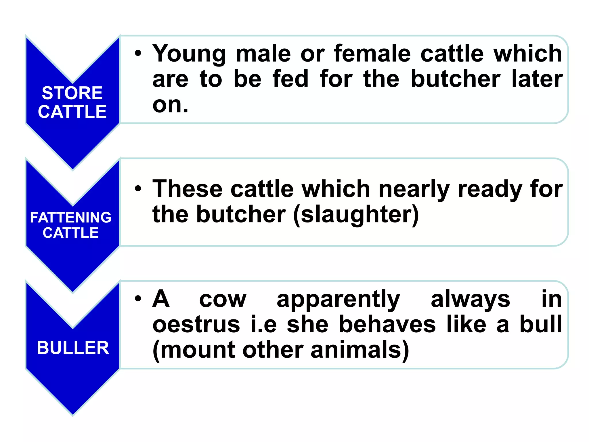 Lecture 1: Cattle Management | PPTX