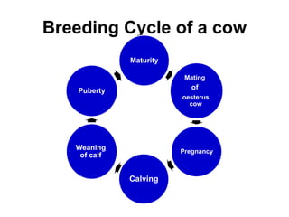 Lecture 1: Cattle Management | PPTX