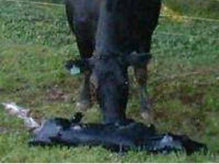 Lecture 1: Cattle Management | PPTX