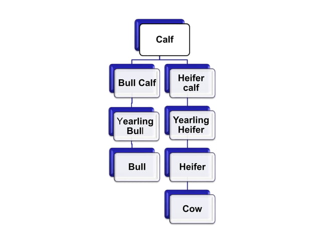 Lecture 1: Cattle Management | PPTX | Pregnancy | Reproductive Health