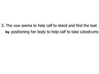 Lecture 1: Cattle Management | PPTX