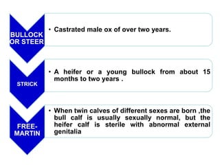 Lecture 1: Cattle Management | PPTX