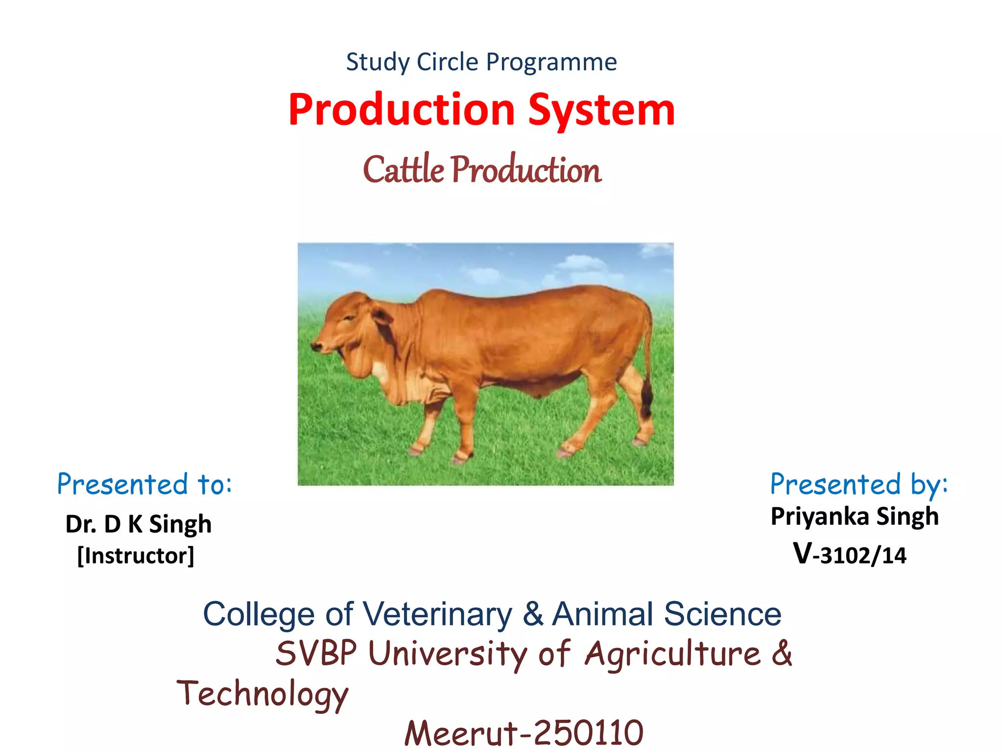 Cattle production | PPTX