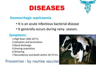 Cattle production | PPTX