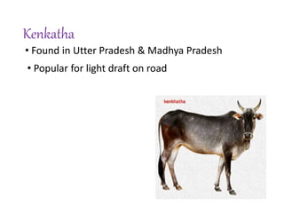 Cattle production | PPTX