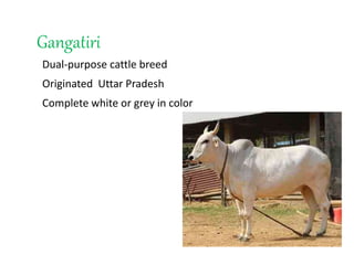 Cattle production | PPTX